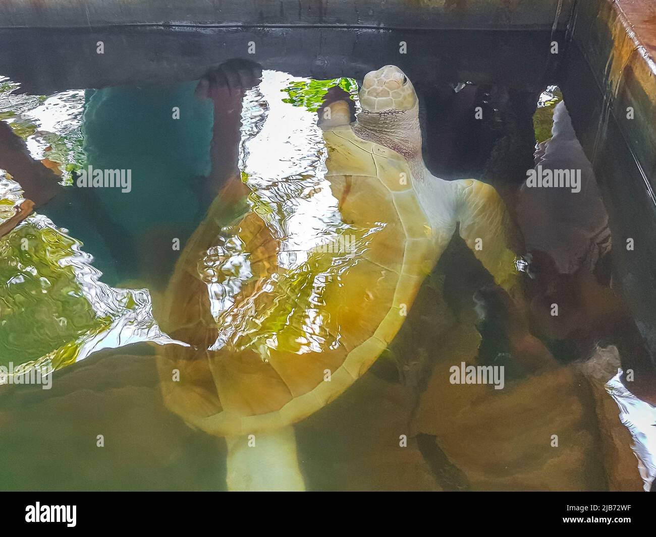 White albino sea turtle hawksbill sea turtle loggerhead sea turtle ...