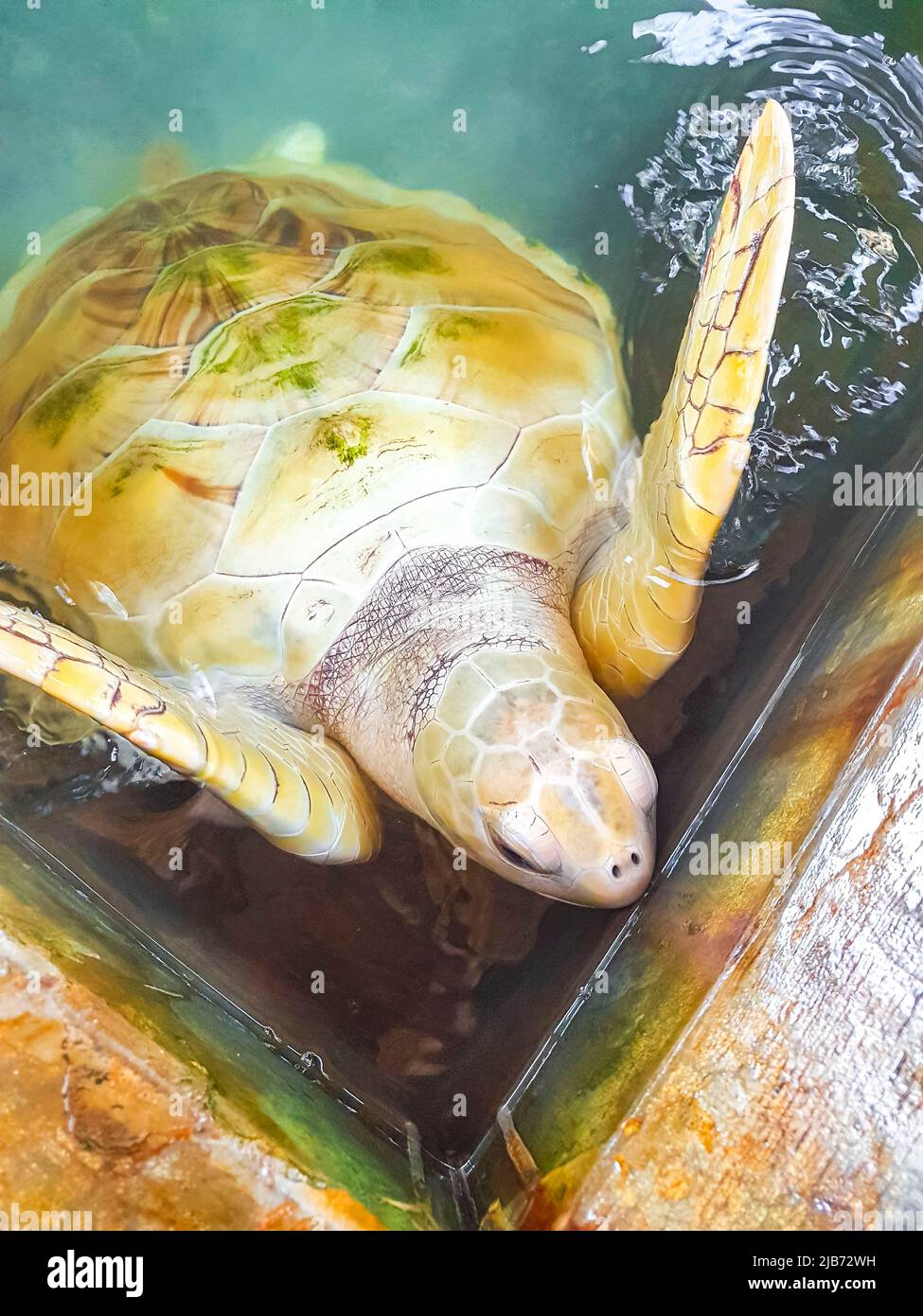 White albino sea turtle hawksbill sea turtle loggerhead sea turtle ...