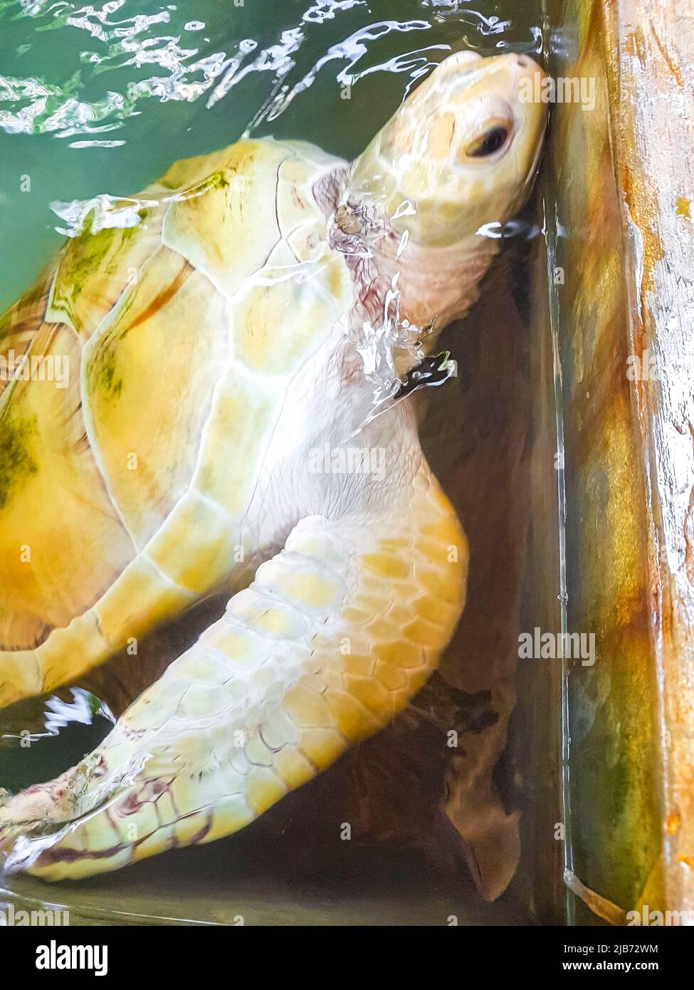 White albino sea turtle hawksbill sea turtle loggerhead sea turtle ...