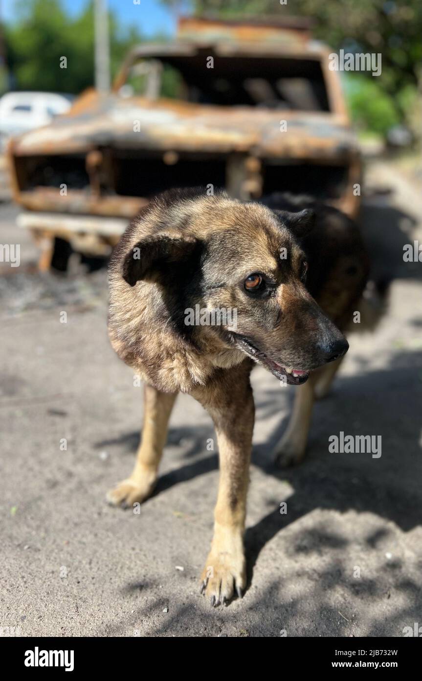 Ukraine animals dog hi-res stock photography and images - Alamy