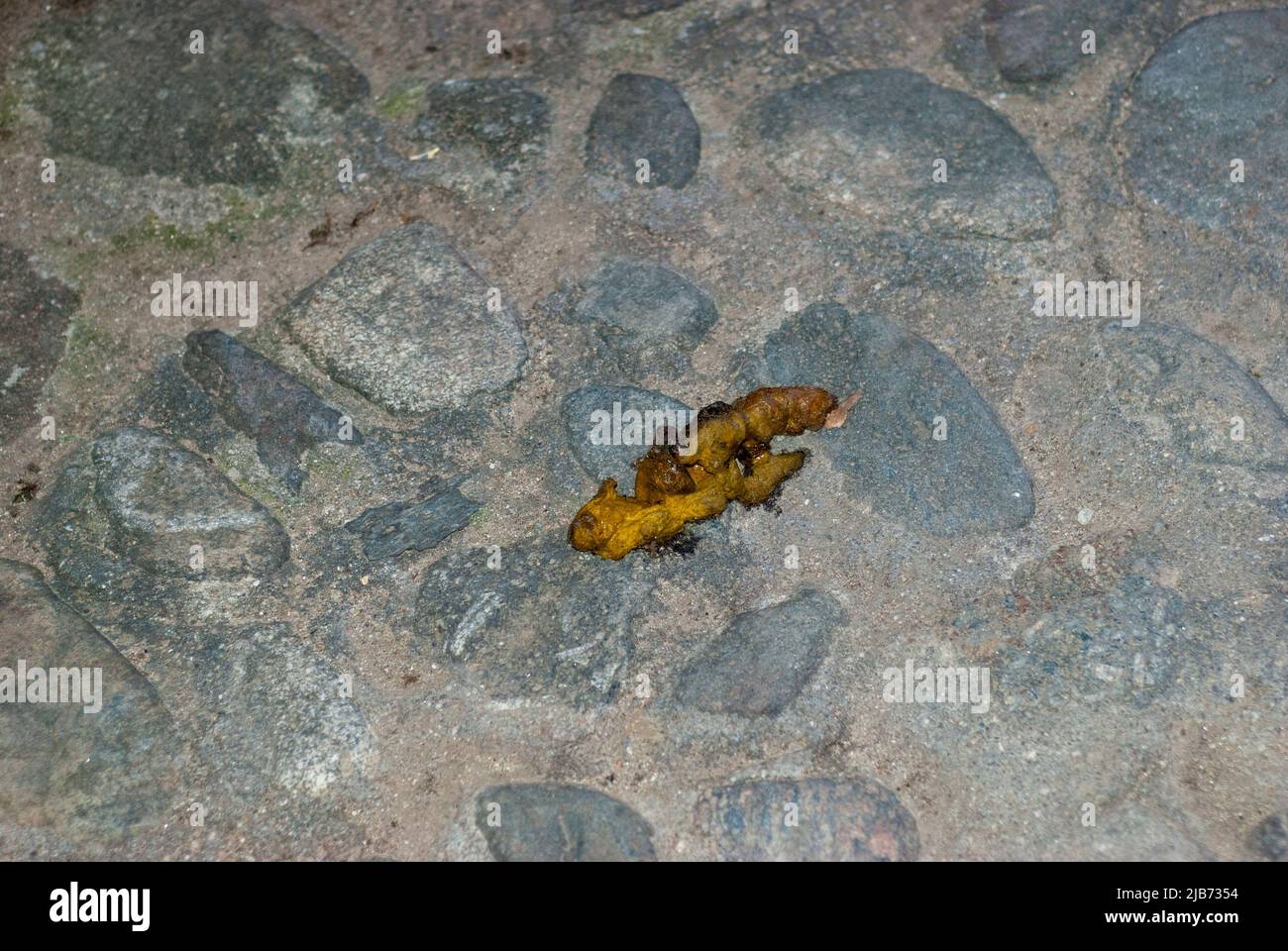 Dog excrement on the ground with stones, brown poop, do not step on ...
