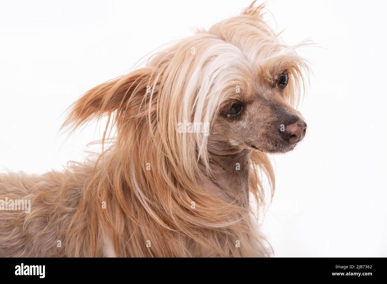 Chinese Crested Powder Puff photogrphed in studio with pain white ...