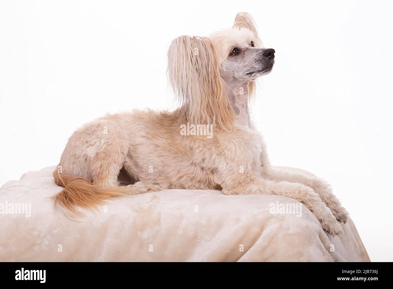 Chinese Crested Powder Puff photogrphed in studio with pain white ...