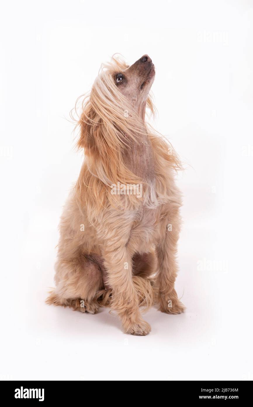 Chinese Crested Powder Puff photogrphed in studio with pain white ...