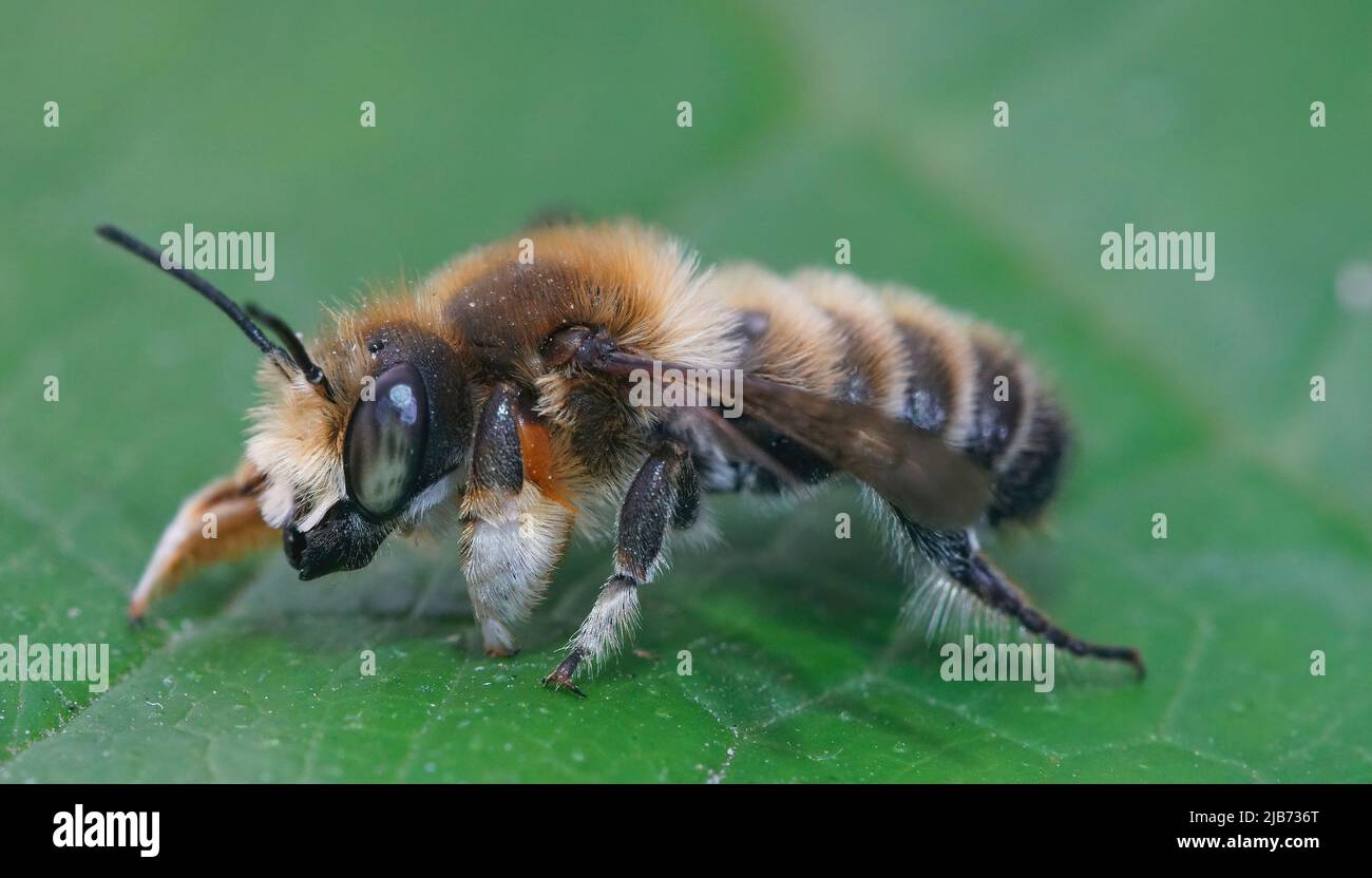 Close up of hte male of Willughby's leaf-cutter bee, Megachile ...