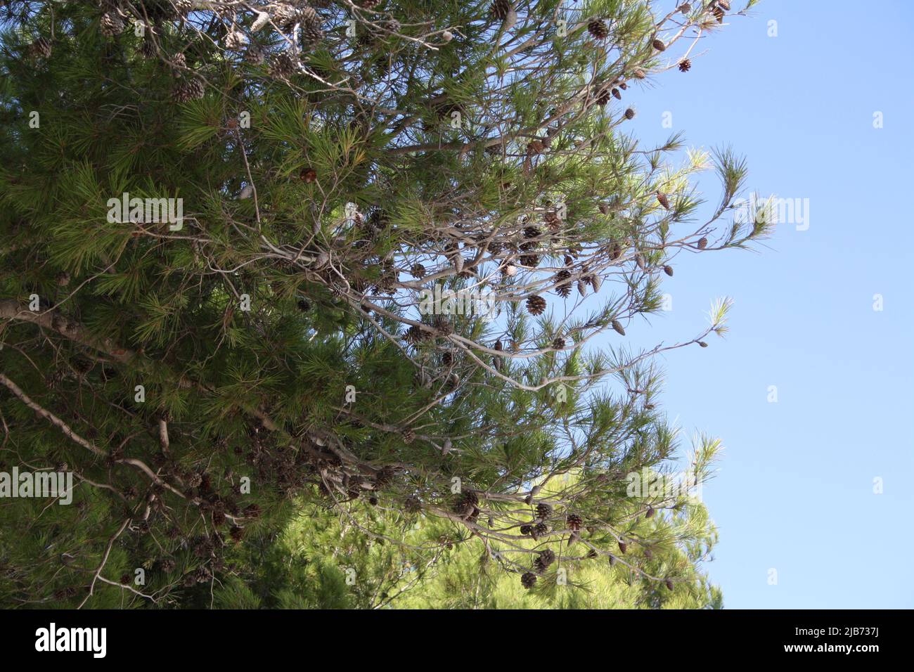 Summer pine tree hi-res stock photography and images - Alamy