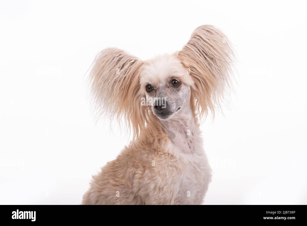 Chinese Crested Powder Puff photogrphed in studio with pain white ...