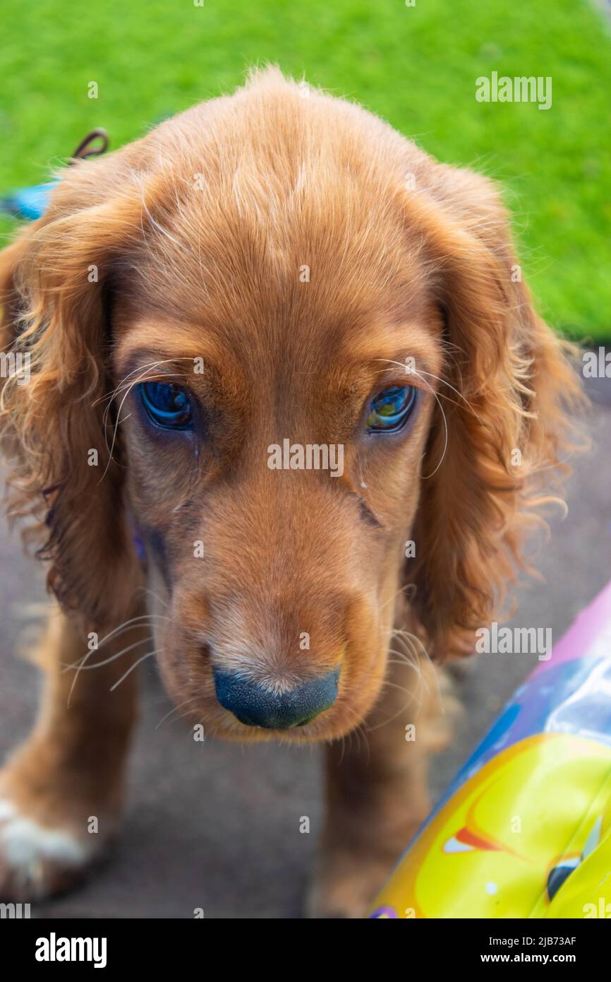 Cute puppy four month old English Cocker Spaniel resting tired Stock ...