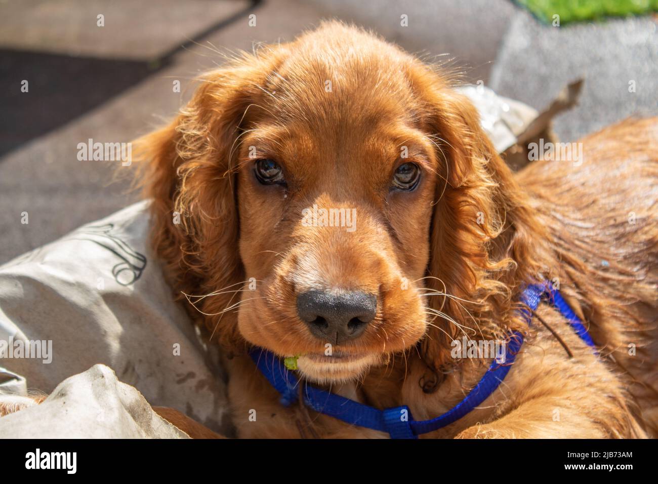 Cute puppy four month old English Cocker Spaniel resting tired Stock ...
