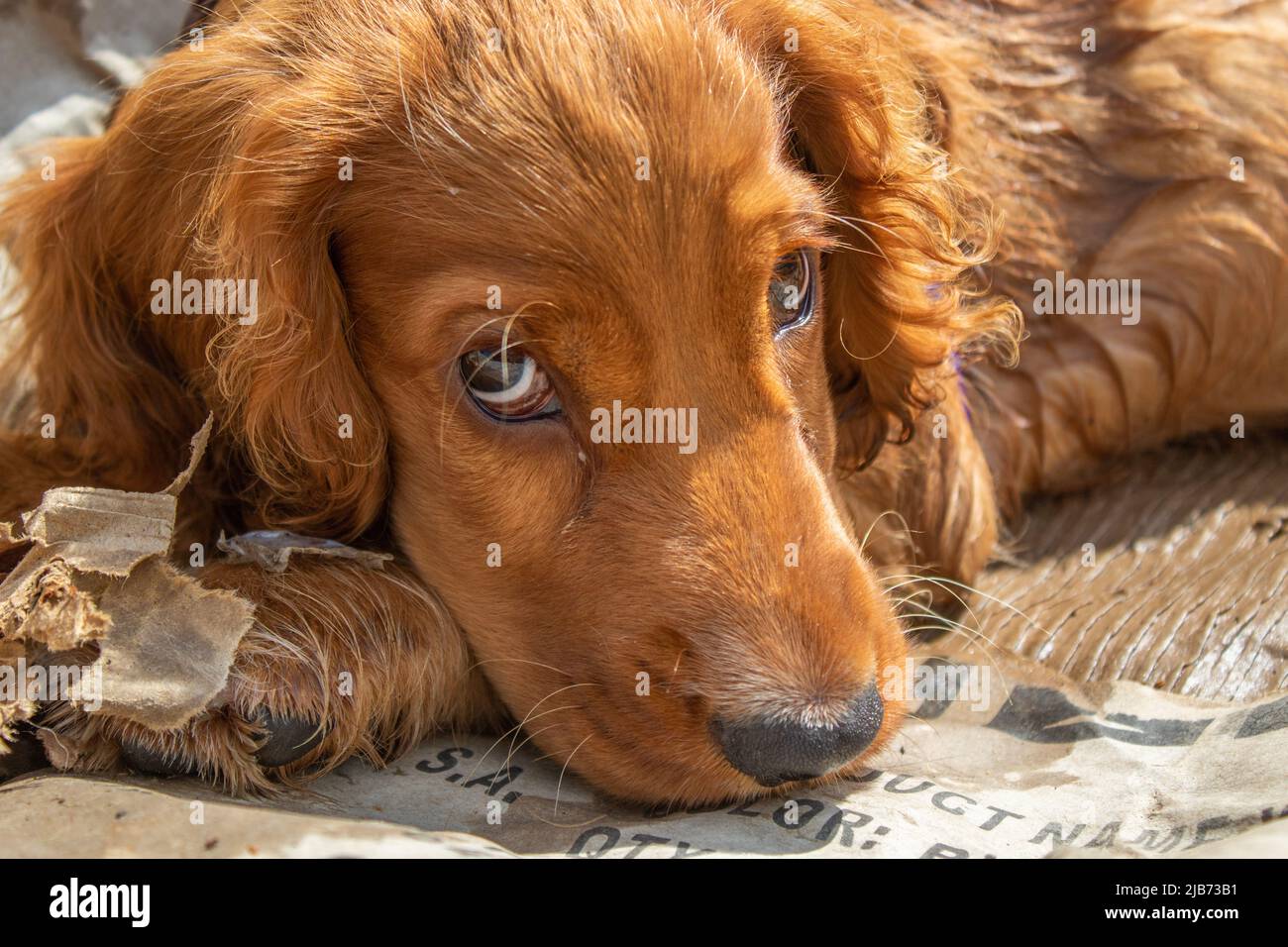Cute puppy four month old English Cocker Spaniel resting tired Stock ...