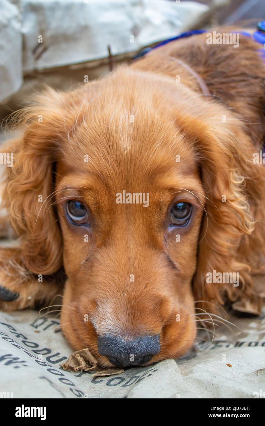 Cute puppy four month old English Cocker Spaniel resting tired Stock ...
