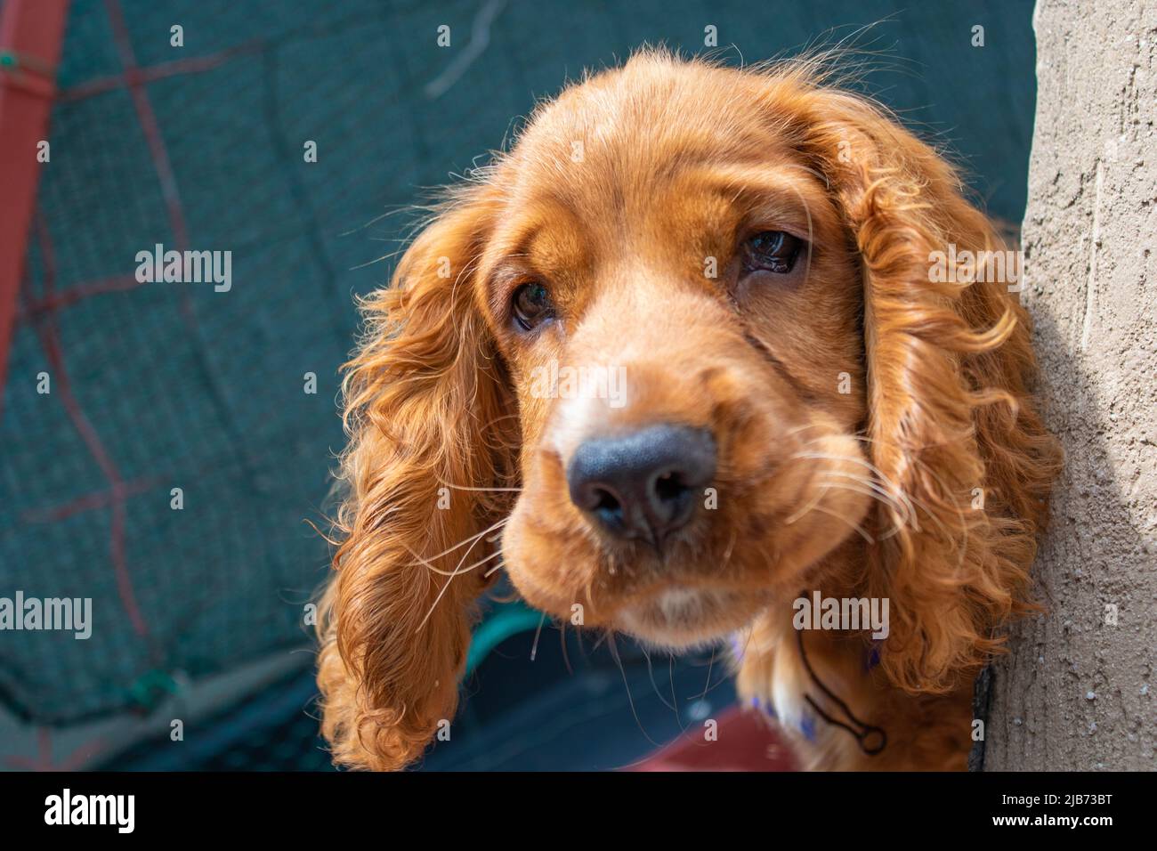 Peek around wall hi-res stock photography and images - Alamy