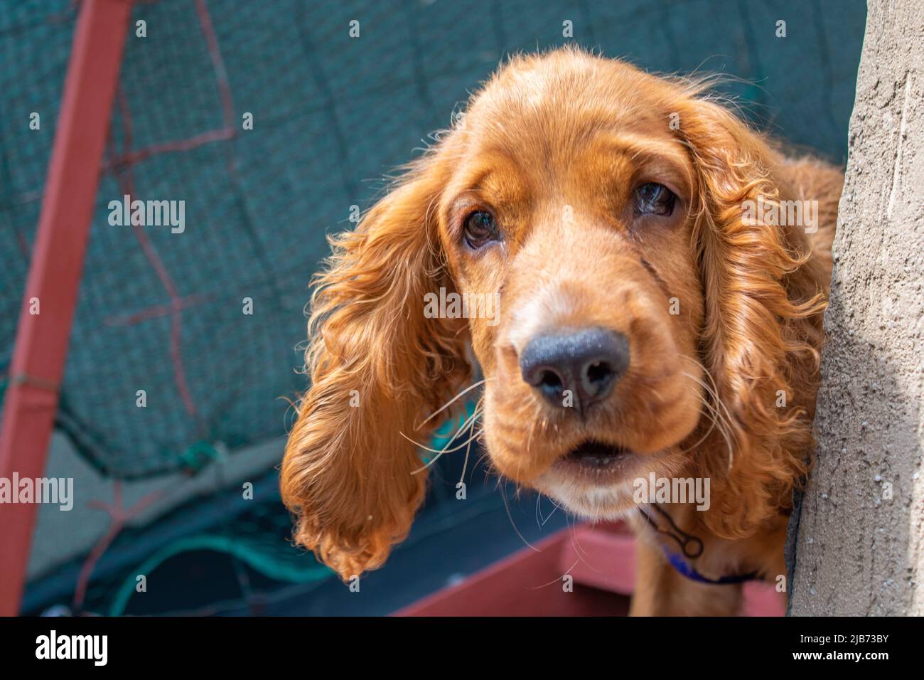 Peek around wall hi-res stock photography and images - Alamy