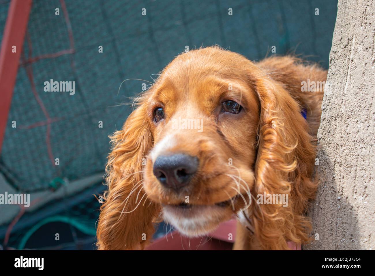 Cute puppy four month old English Cocker Spaniel Johny peeking around ...