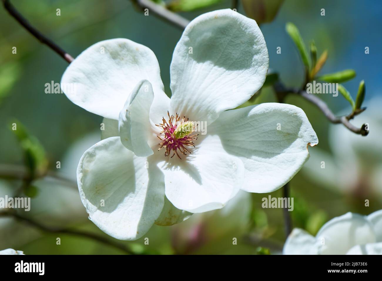 Yulan magnolia or lilytree ( Magnolia denudata ). Official city flower ...