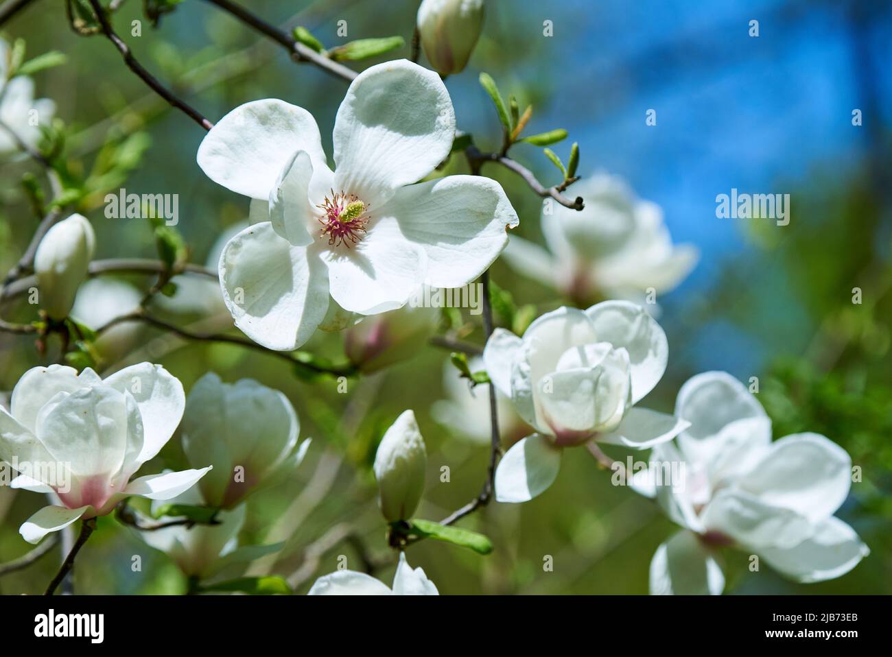 Yulan magnolia or lilytree ( Magnolia denudata ). Official city flower ...
