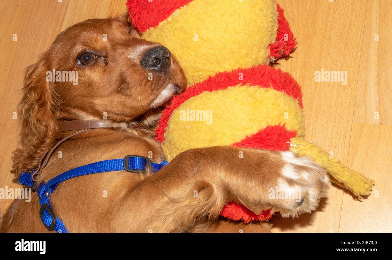 Cute puppy four month old English Cocker Spaniel Johny lying down at a ...