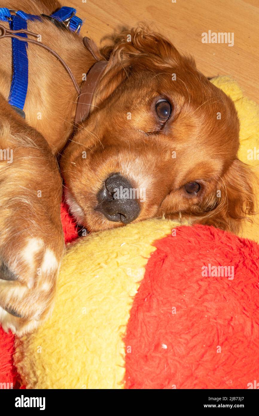 Cute puppy four month old English Cocker Spaniel Johny lying down at a ...