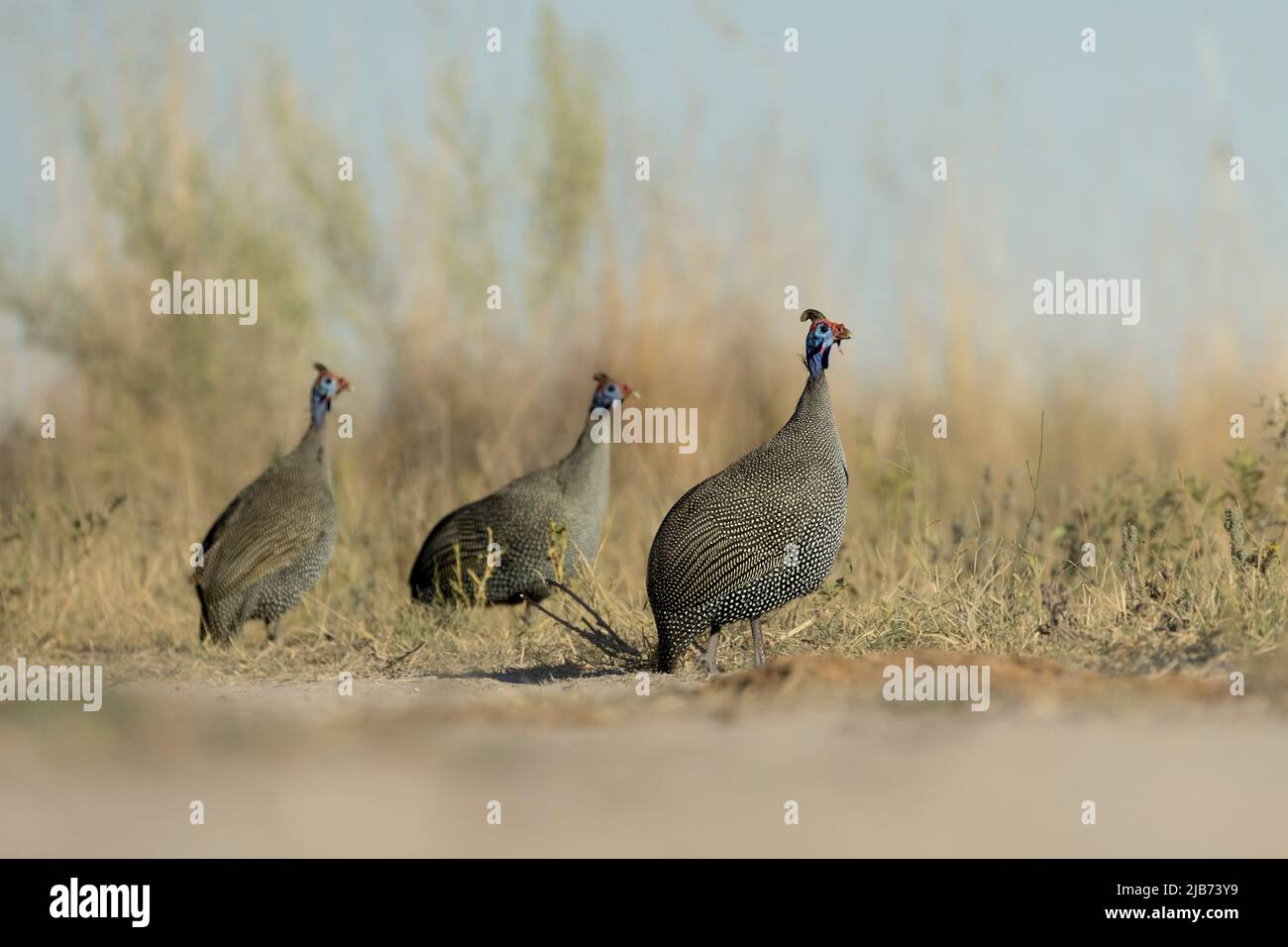 Guinea Fowl disturbed/alert ready to take flight Stock Photo - Alamy