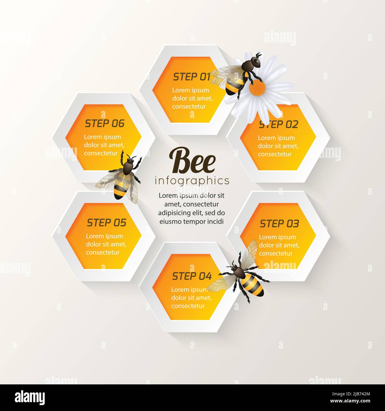 Honey bee on daisy and comb background hexagon steps infographic vector ...
