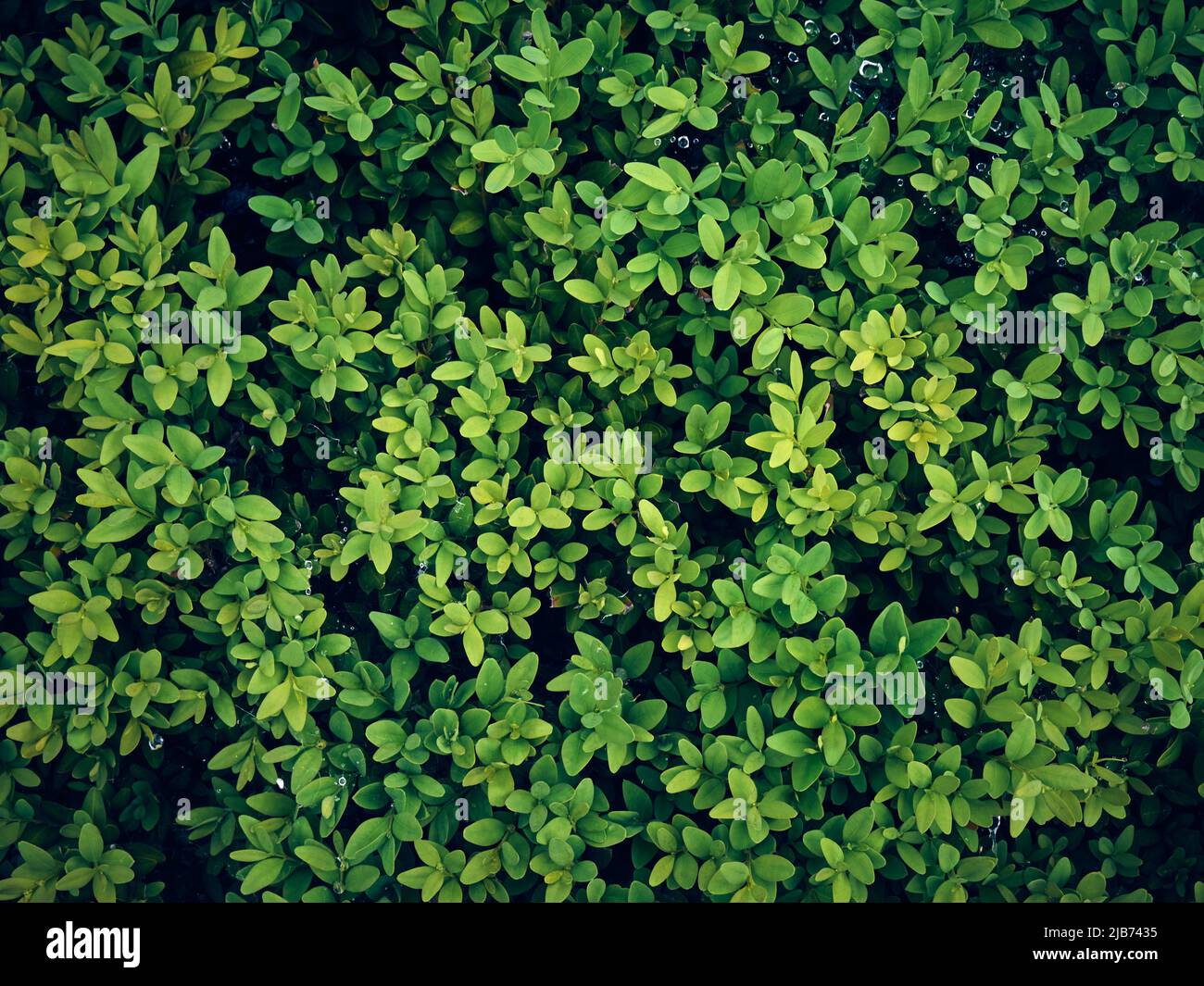 Green leaves pattern hi-res stock photography and images - Alamy