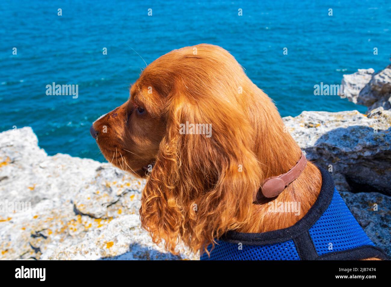 Cute four month old male English puppy cocker spaniel standing on a ...