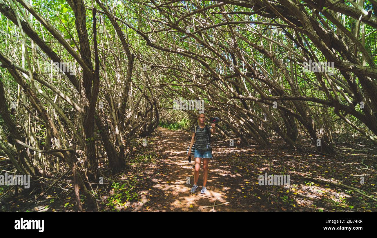 Footpath through mangrove forest hi-res stock photography and images ...