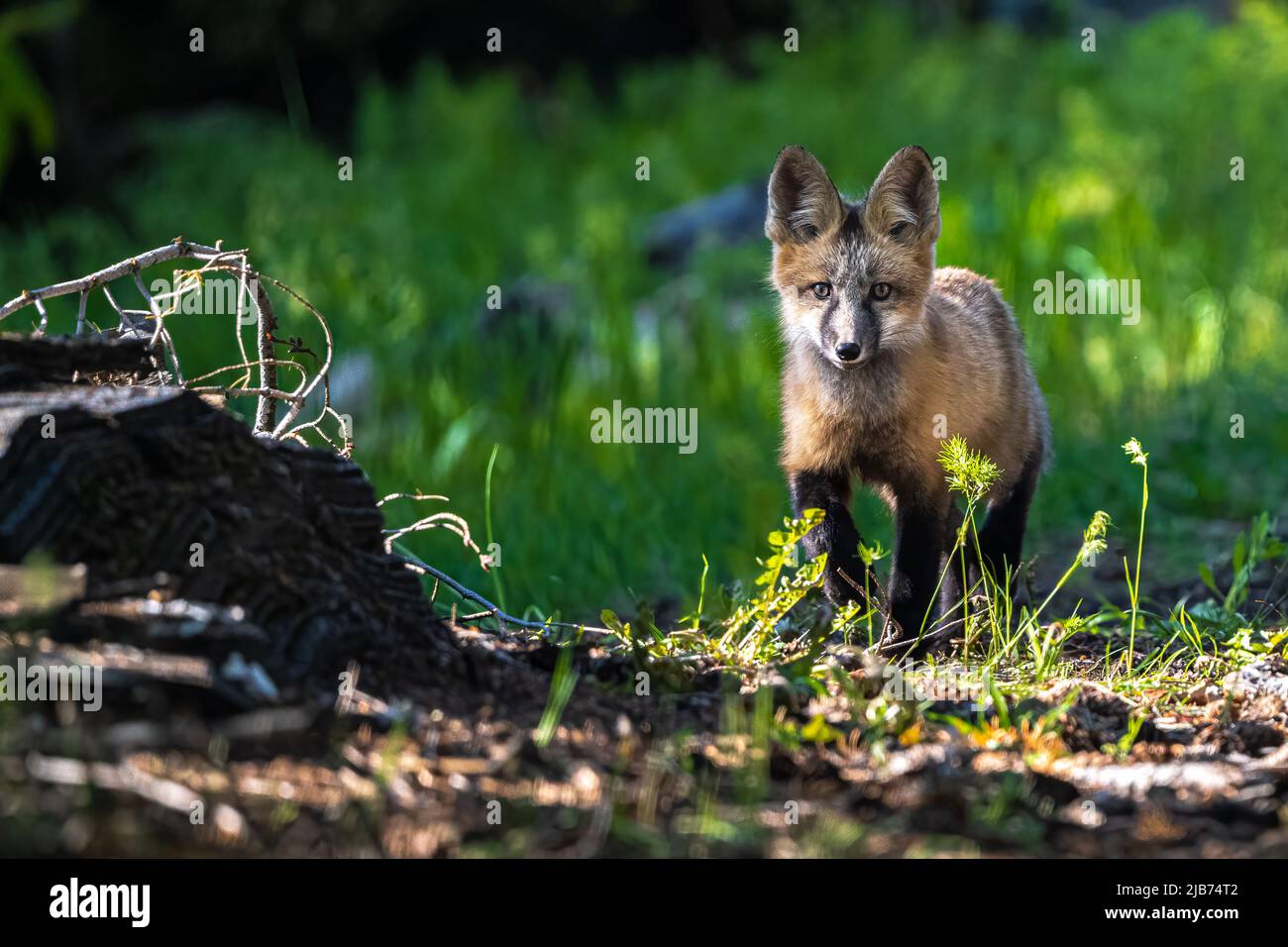 North american red fox hi-res stock photography and images - Alamy