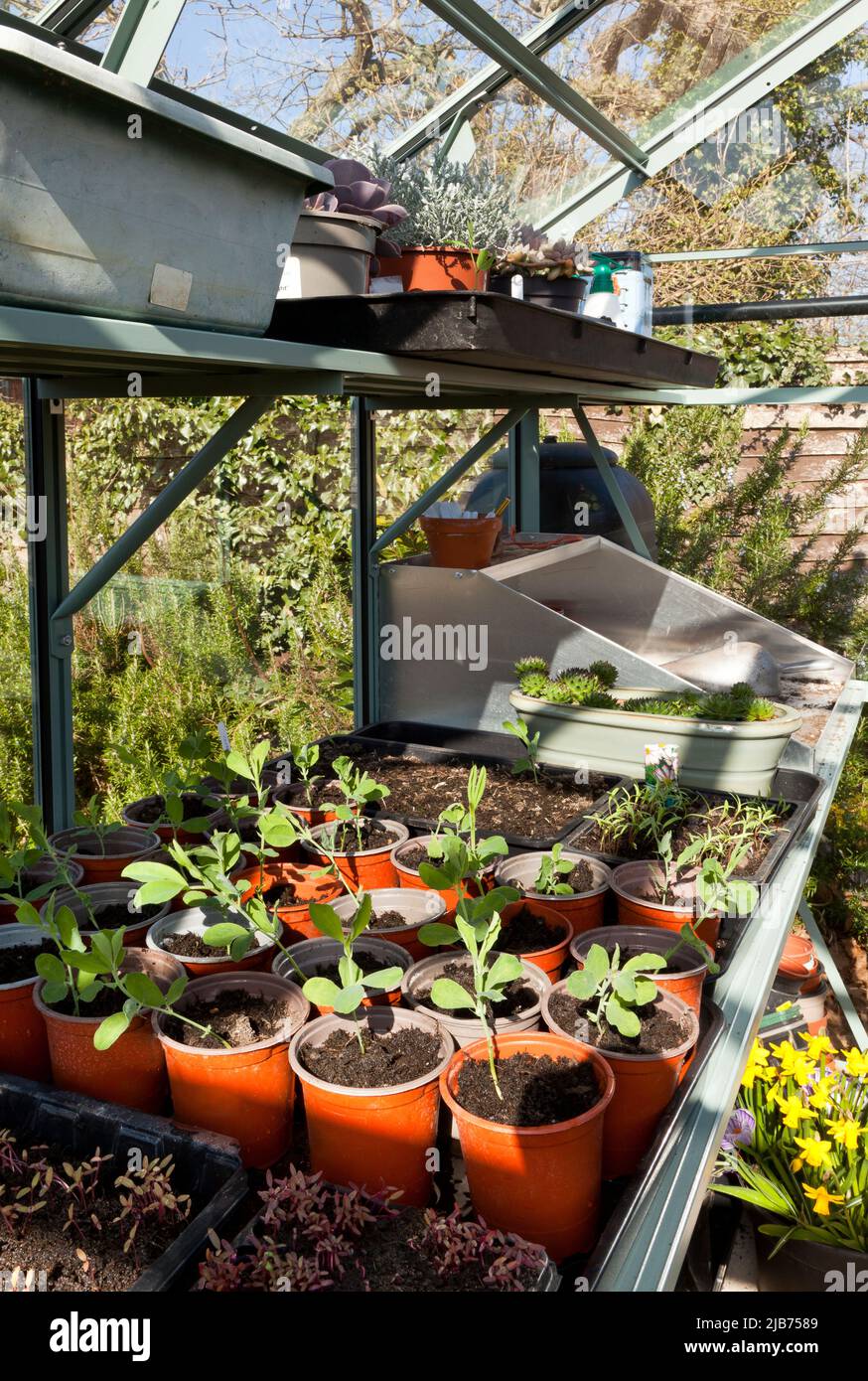 Interior greenhouse with bench hi-res stock photography and images - Alamy