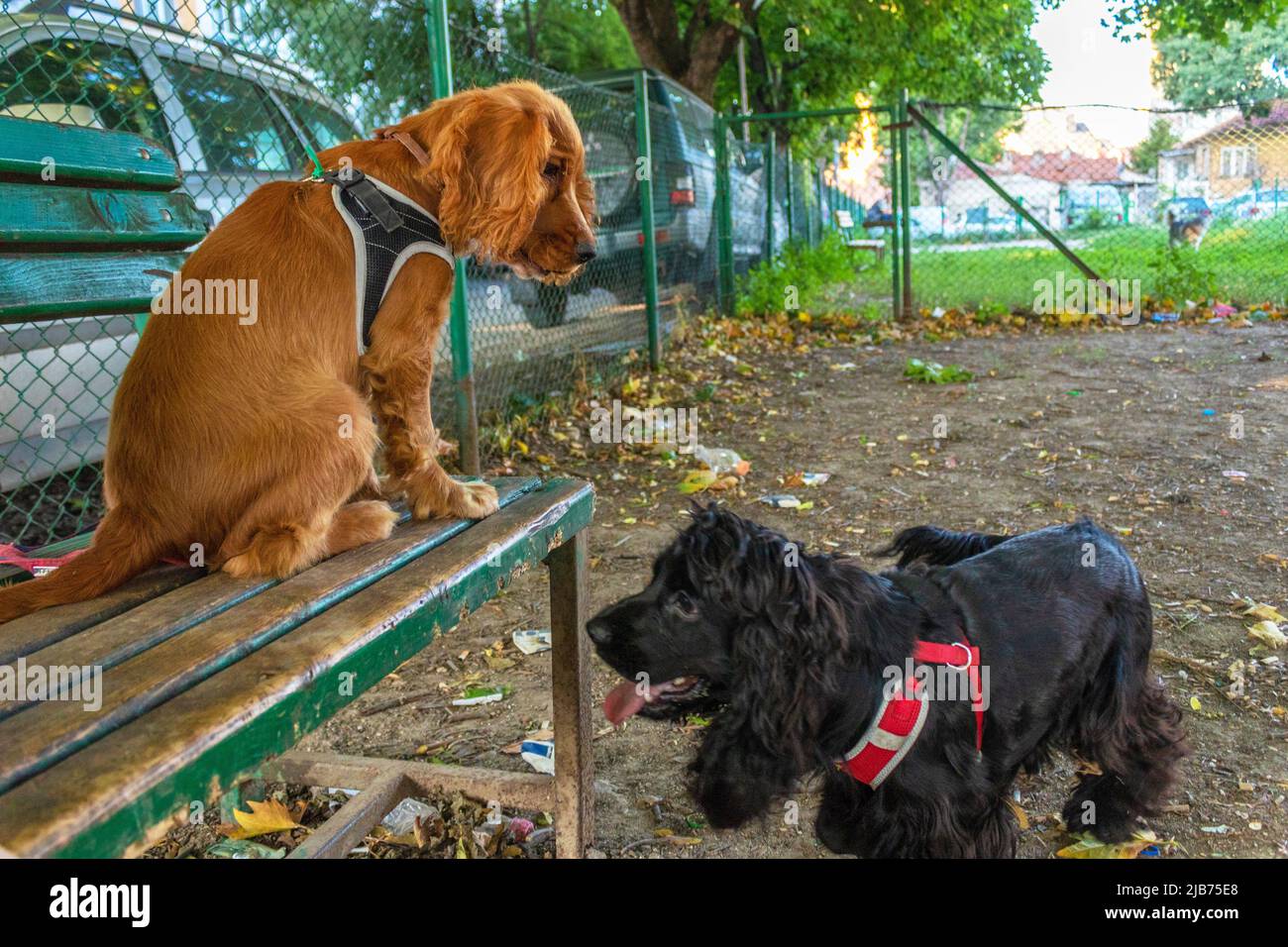 Funny cocker spaniels hi-res stock photography and images - Alamy