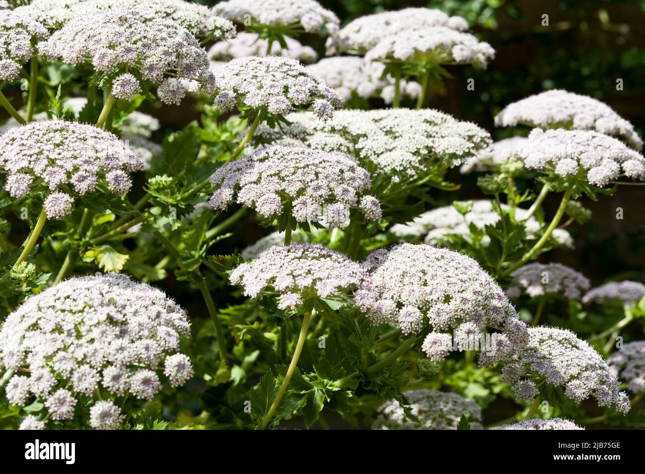 Ammi majus hi-res stock photography and images - Alamy