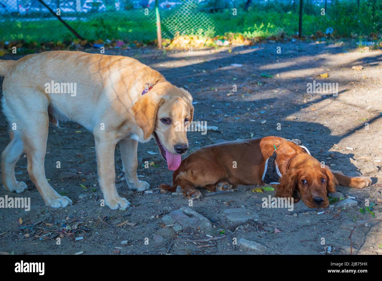 Puppy dogs-cocker spaniels,labrador,husky playing in a typical dirty ...