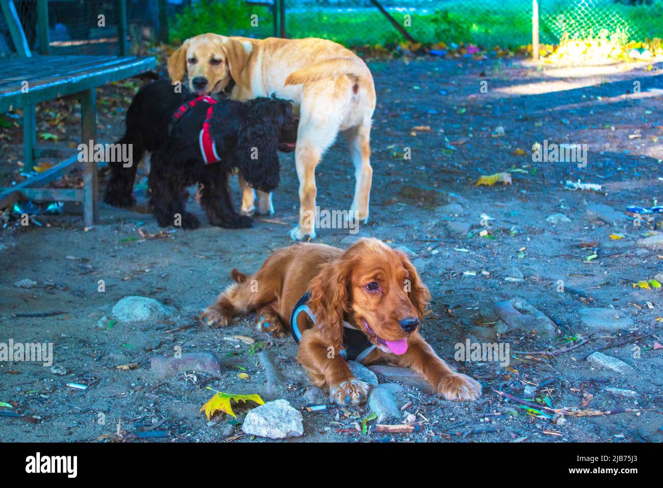 Puppy dogs-cocker spaniels,labrador,husky playing in a typical dirty ...