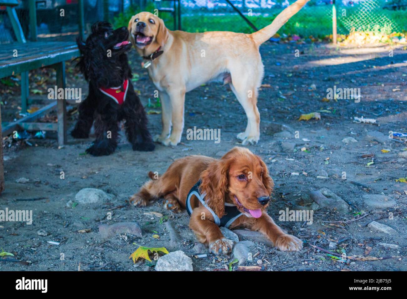 Puppy dogs-cocker spaniels,labrador,husky playing in a typical dirty ...