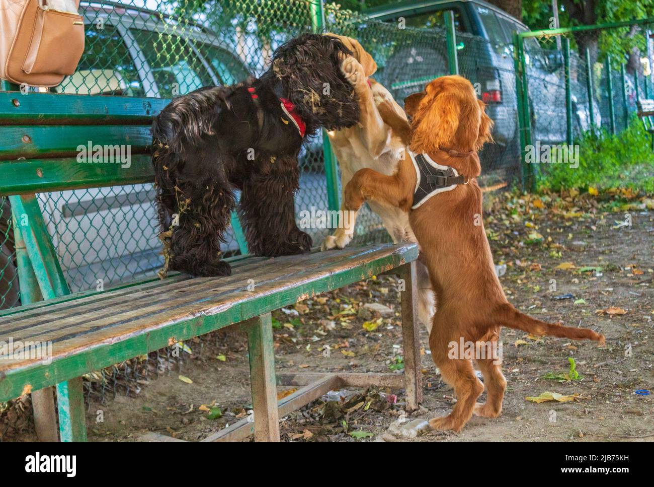 Puppy dogs-cocker spaniels,labrador,husky playing in a typical dirty ...