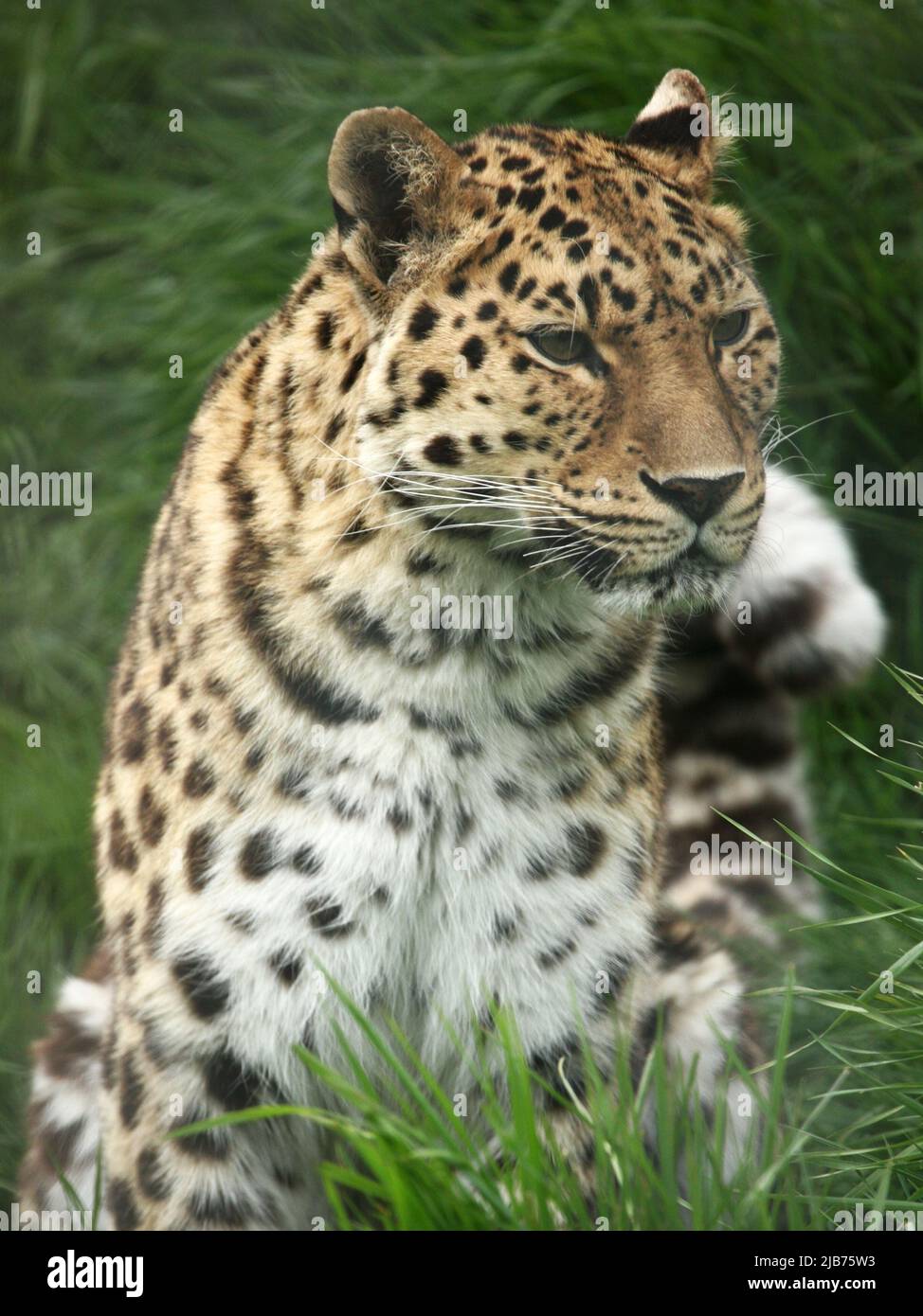 "Leopard sitting", "Panthera Pardus", "Panther", "Big cat", "nocturnal ...
