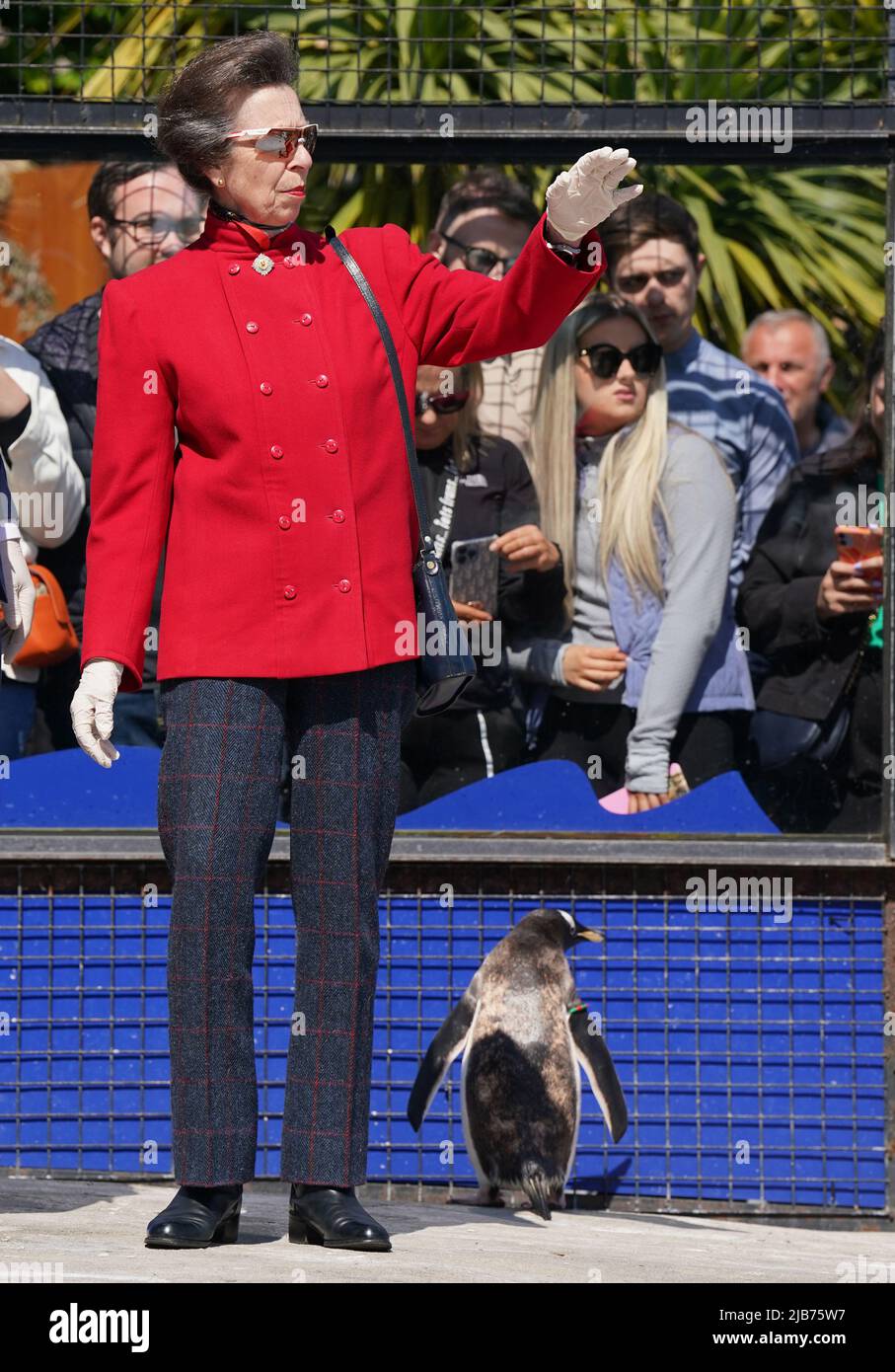The Princess Royal in the penguin enclosure during her visit to ...