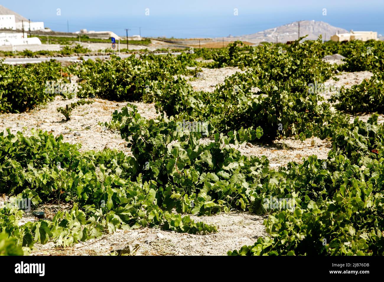 Vineyard field under hot sun in summer Stock Photo - Alamy