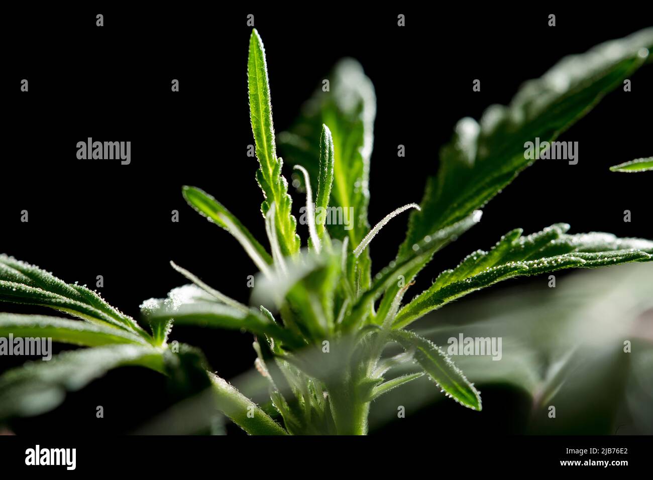 Beautiful bright green cannabis sativa hi-res stock photography and ...