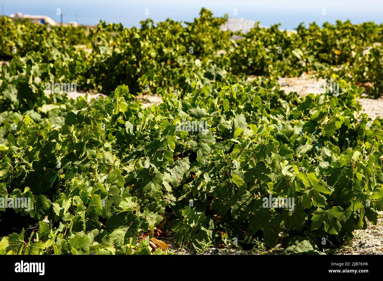 Vineyards at the winery. Grape bushes Stock Photo - Alamy
