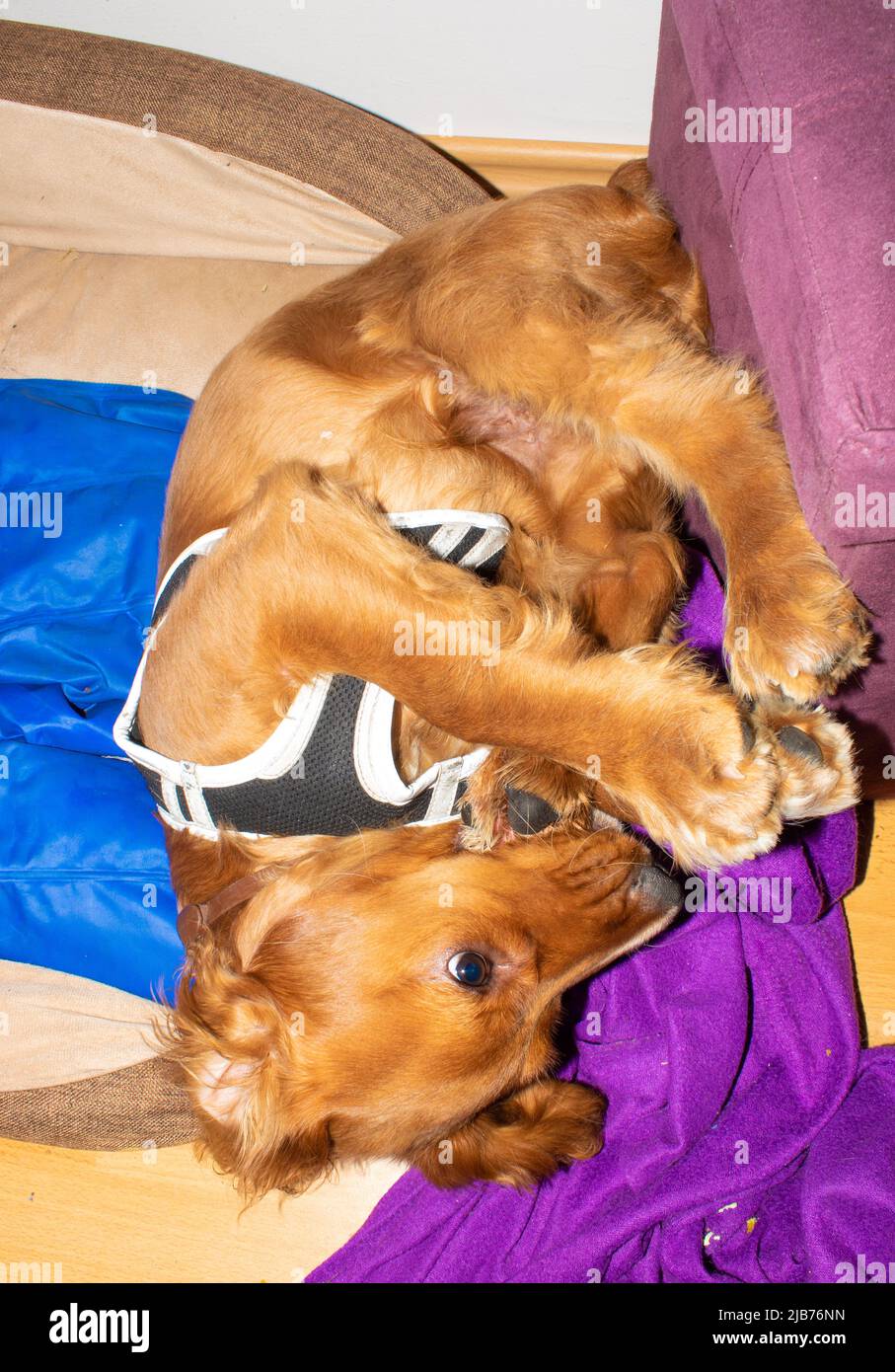 Cute puppy four month old English Cocker Spaniel playing in his bed ...