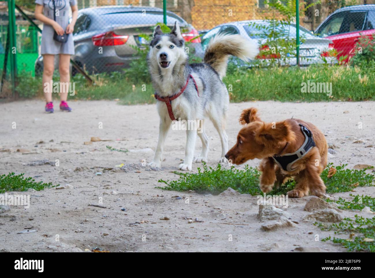 Puppy dogs-cocker spaniels,labrador,husky playing in a typical dirty ...