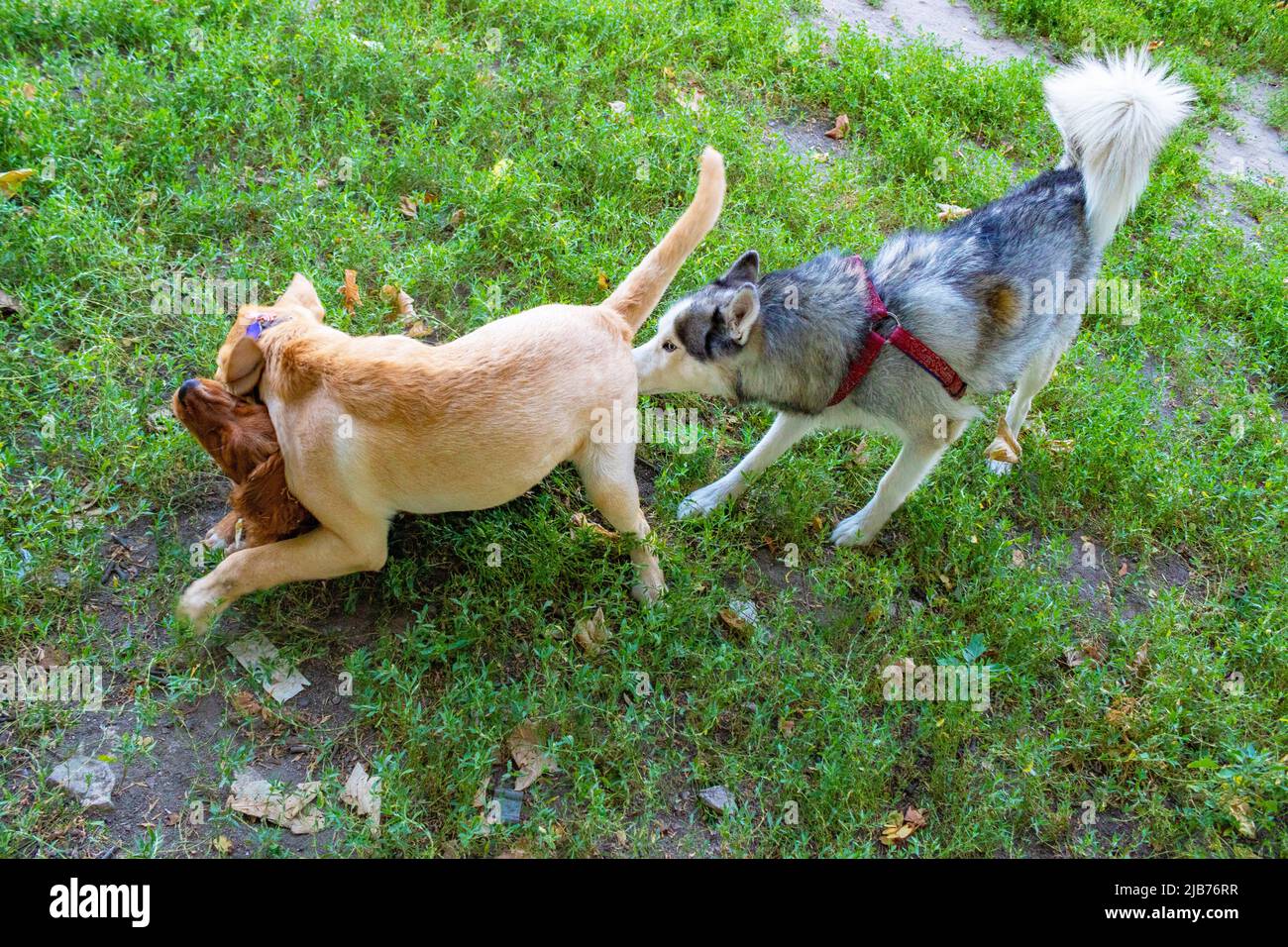 Puppy dogs-cocker spaniels,labrador,husky playing in a typical dirty ...