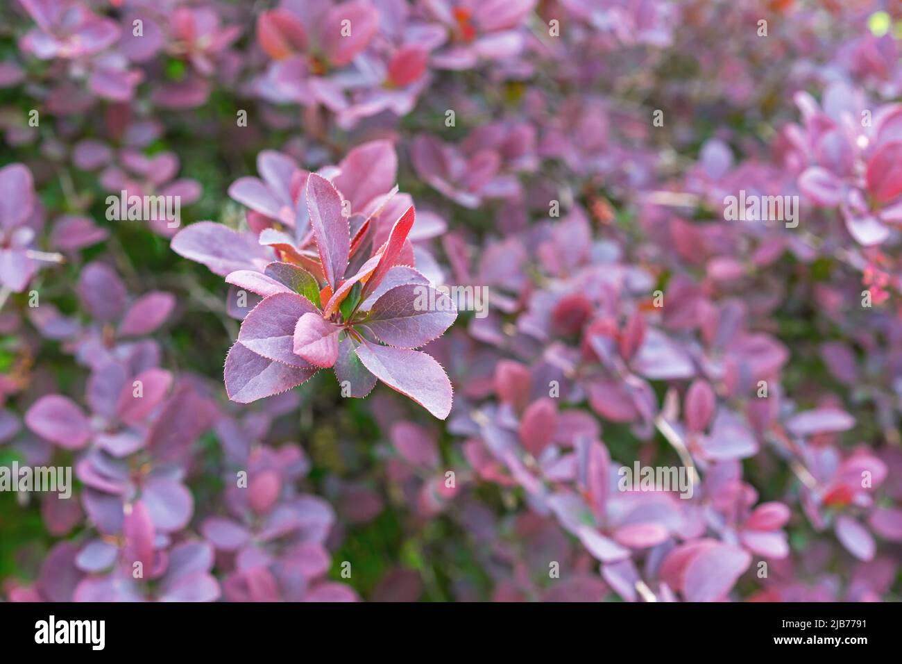Thunberg barberry or Japanese barberry is an ornamental shrub with ...