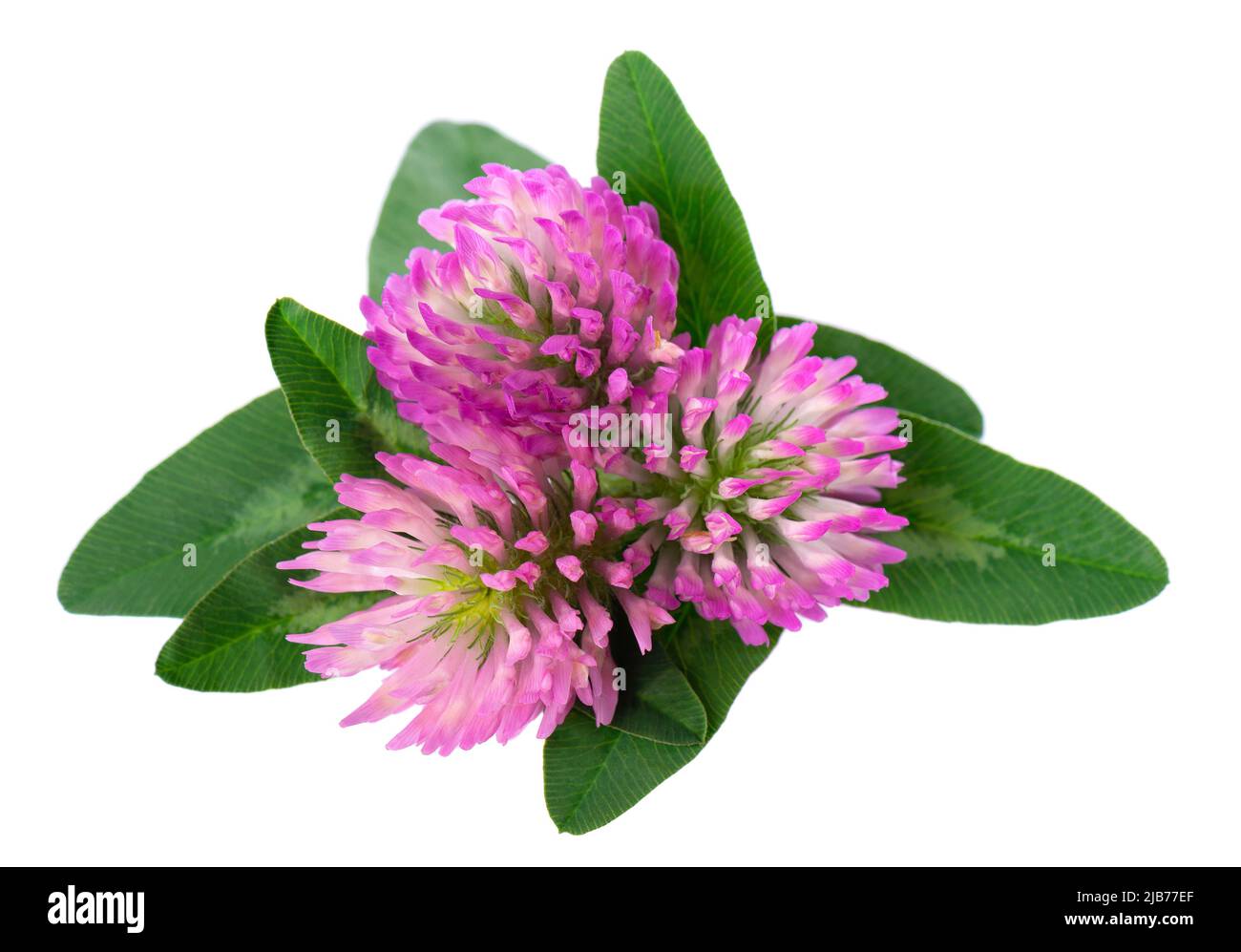 Clover flowers with green leaves, isolated on white background. Bouquet ...
