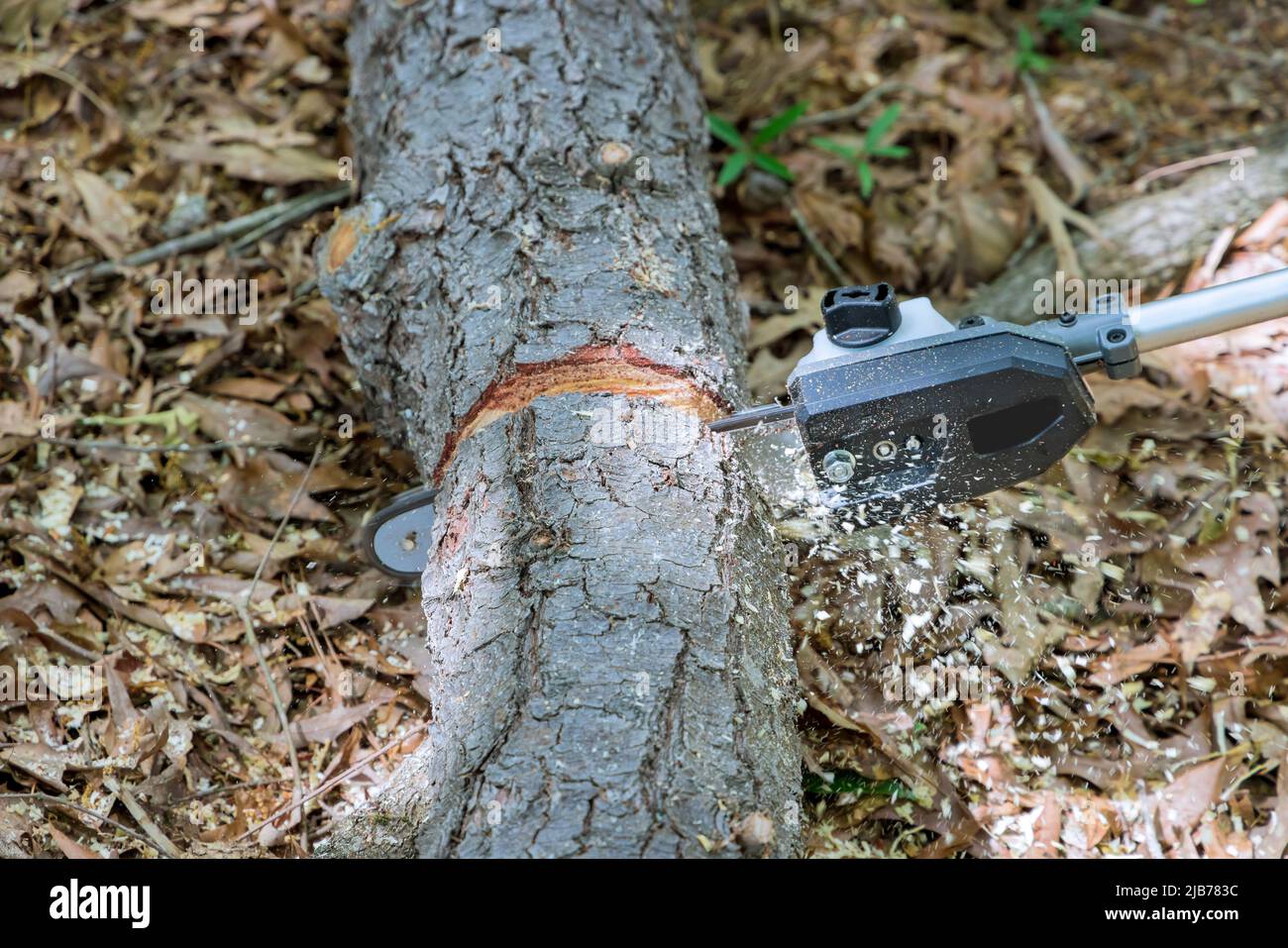 Professional lumberjack is cutting trees using a chainsaw Stock Photo ...
