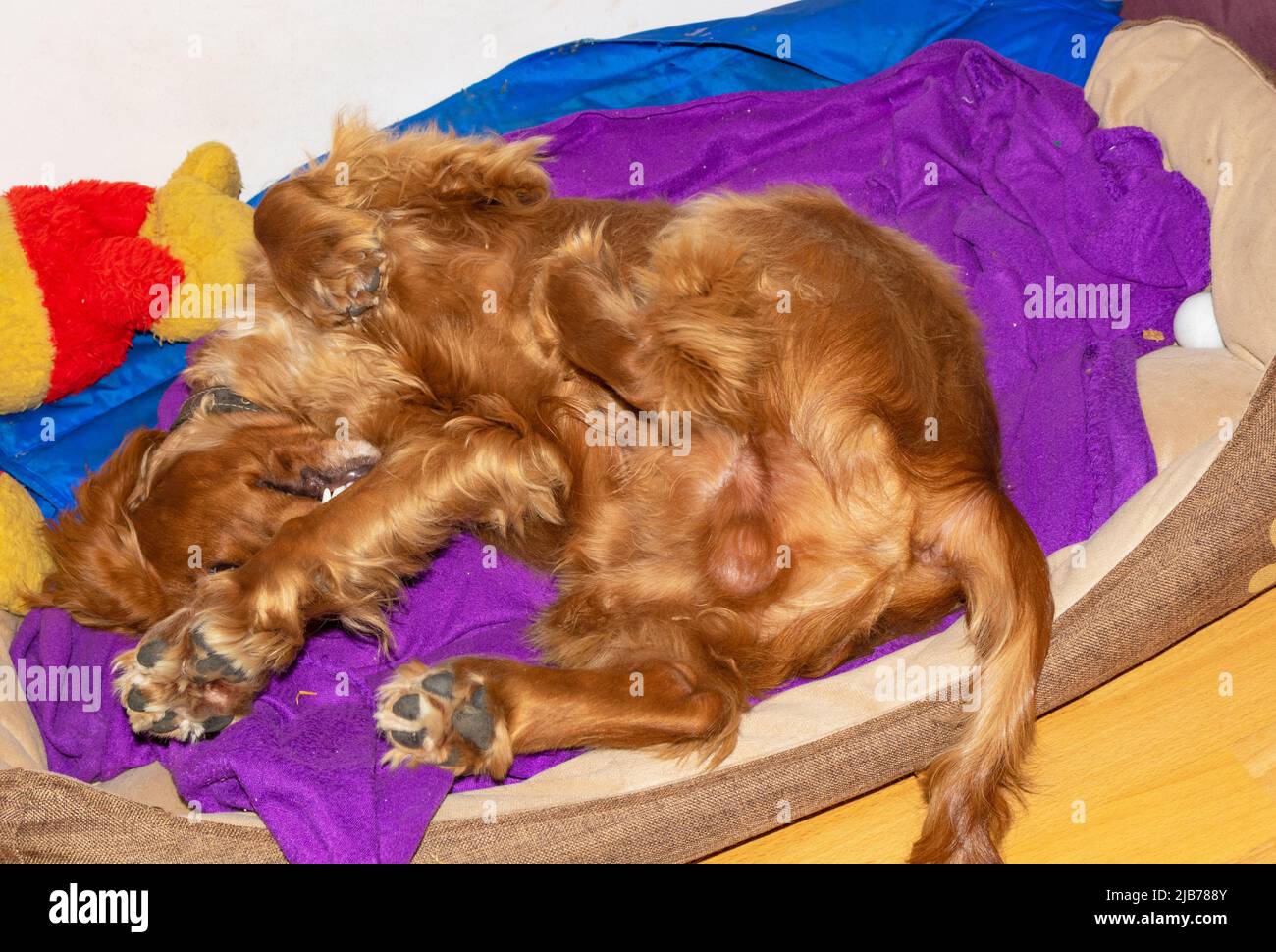 How Long Is The Pregnancy Of A Cocker Spaniel