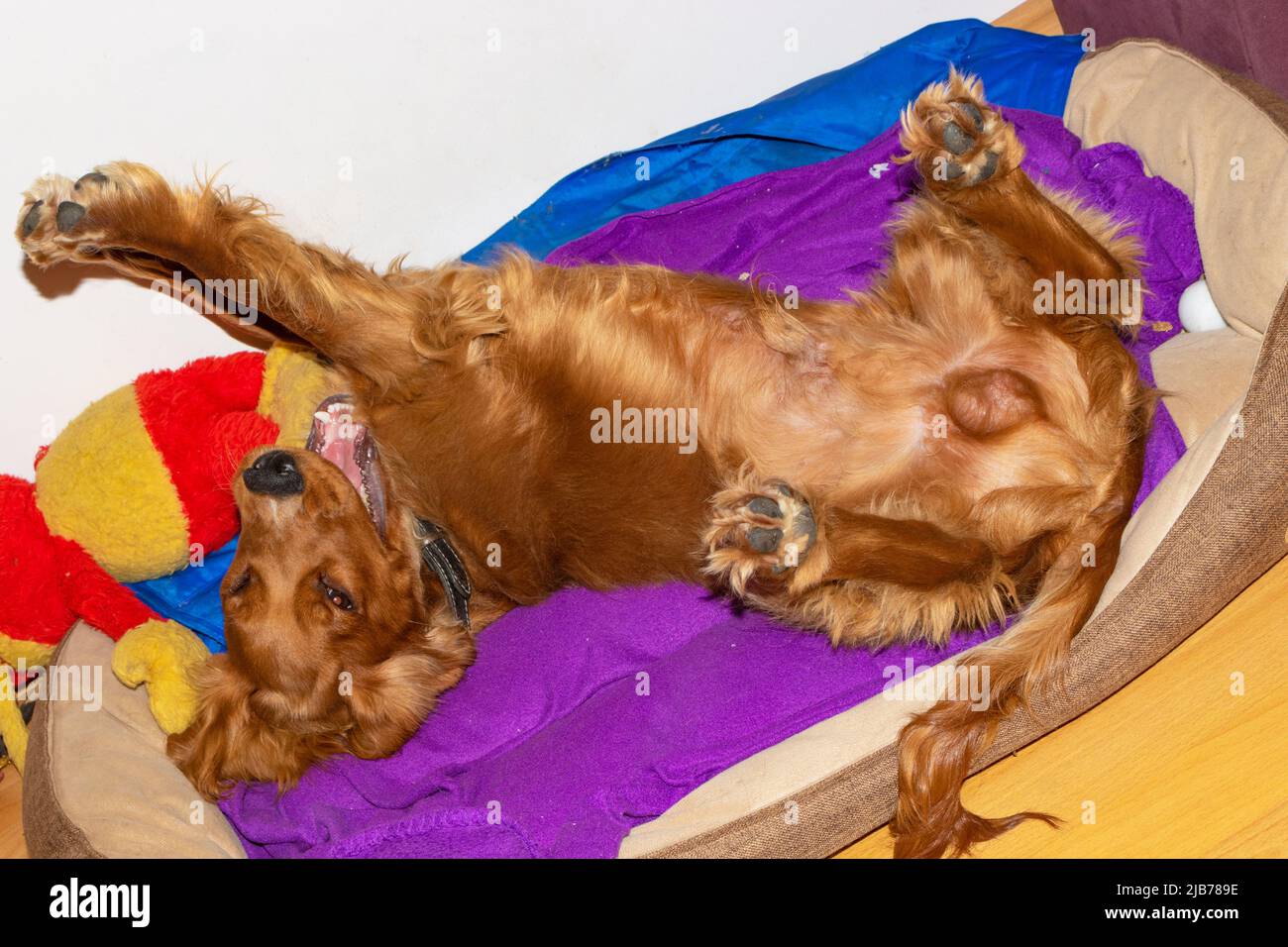 Cute puppy ten month old English Cocker Spaniel staying,rolling,posing ...