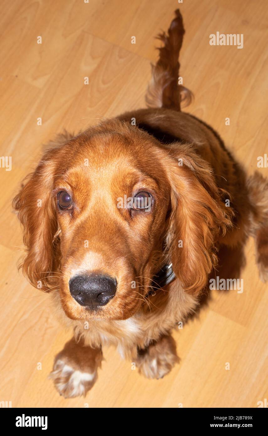 Cute puppy ten month old English Cocker Spaniel staying,rolling,posing ...