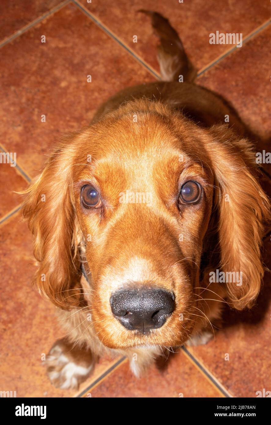 Cute puppy ten month old English Cocker Spaniel staying,rolling,posing ...